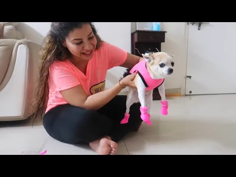 Funny Chihuahua Tries Shoes For The First Time | Ss vlogs :-)