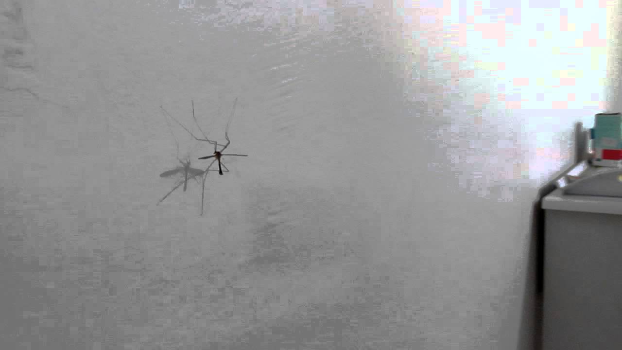 Mosquito Gigante - YouTube