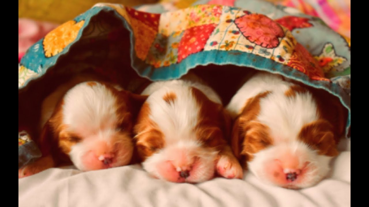 CUTE SWEET POODLES PUPPIES - YouTube