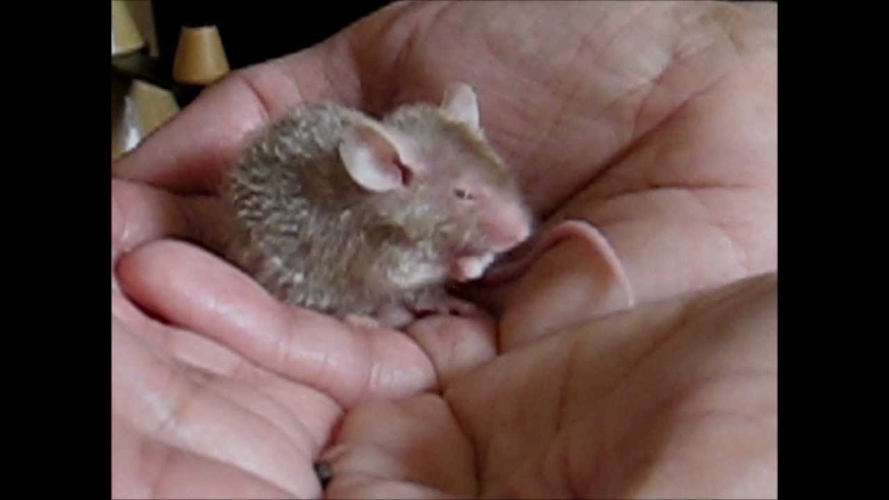 Cutest mouse ever - YouTube