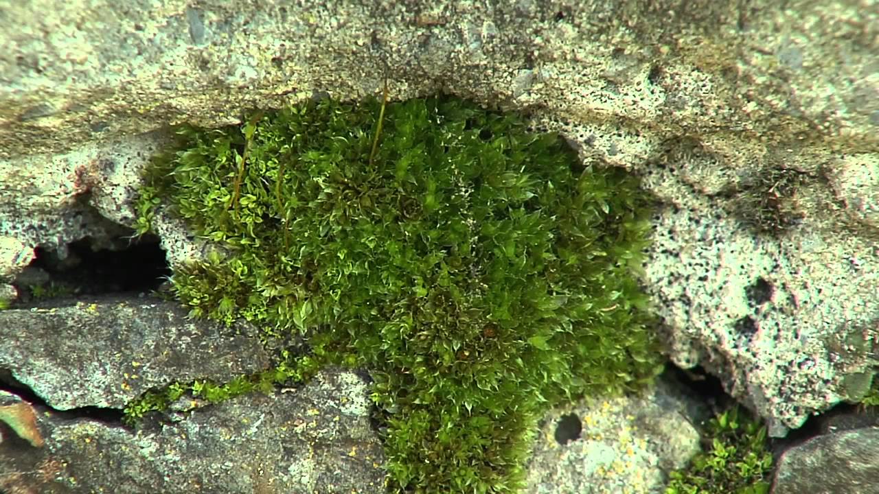 Les bryophytes, ces plantes secrètes qui nous entourent - YouTube