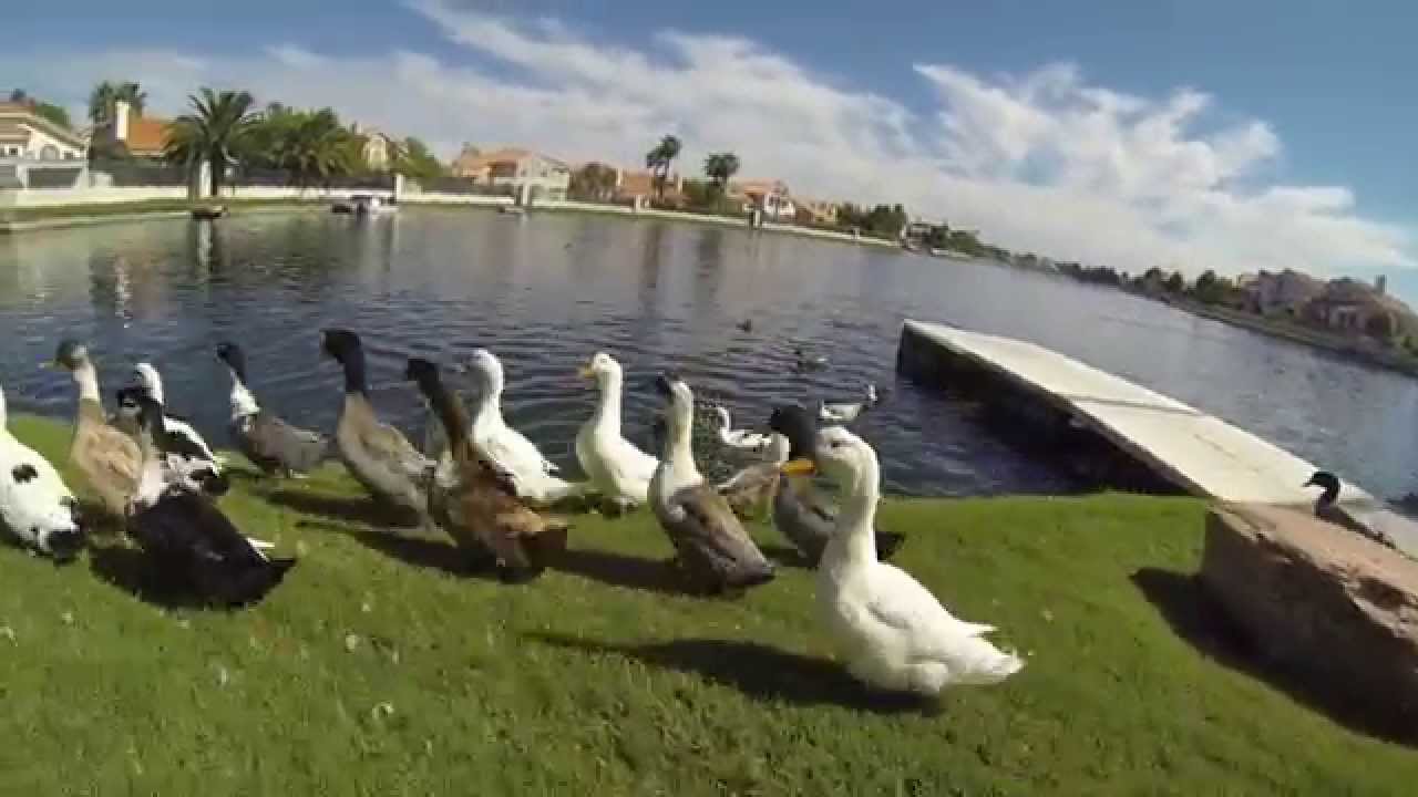 feeding ducks at Desert Shores :things for families to do in Vegas ...