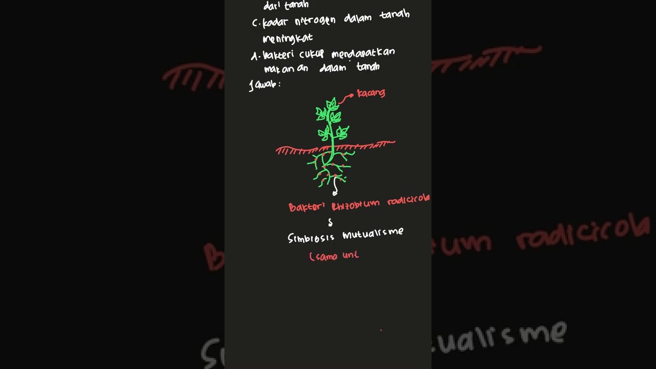 Rhizobium radicicola yang bersimbiosis den... | Mandiri IPA Bio | Kelas ...