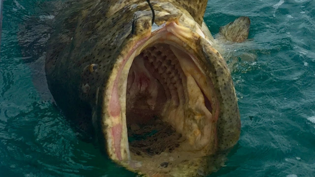 GOLIATH GROUPER FISHING!!! 500 LBS! 4K - YouTube