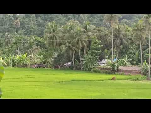 প্রকৃতি কথা! Tale of Nature! Mony Pahari - YouTube