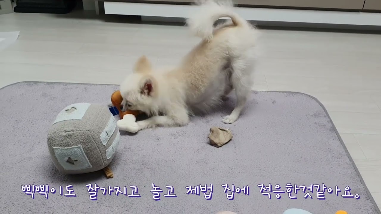 유기견입양 유기견에서 반려견으로 유기견입양 스토리 포메라니안 입양 유기견입양vlog 나눈 베이비 Youtube