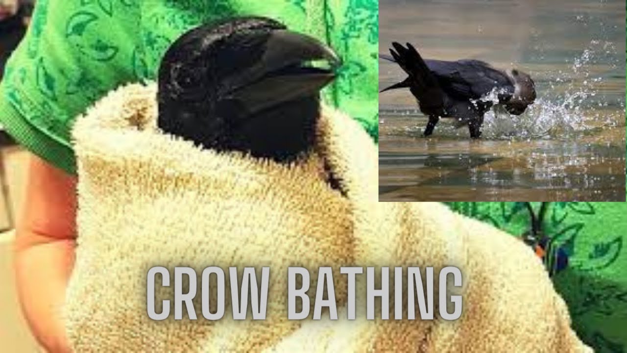 how to crow bathing in water || crow sounds |bird |nature |birdbaths ...
