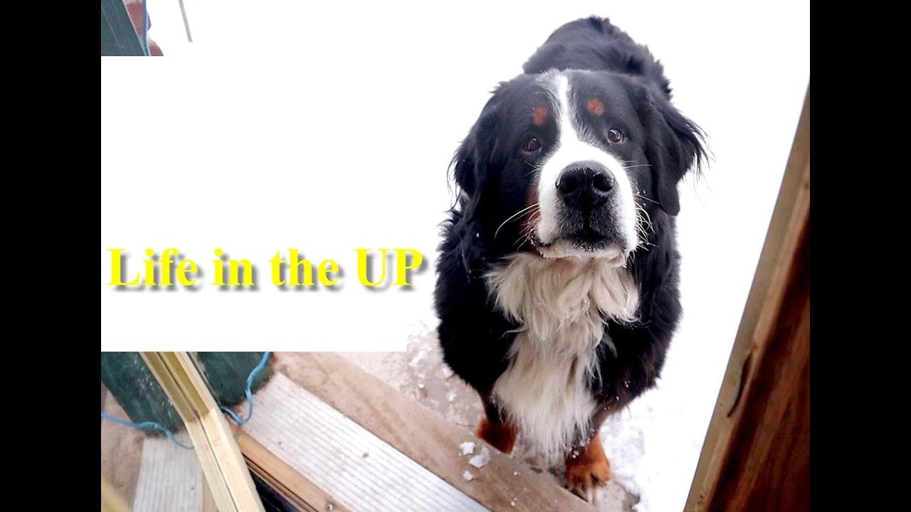 Have you seen the snow sparkle? | Yooper LIfe - YouTube