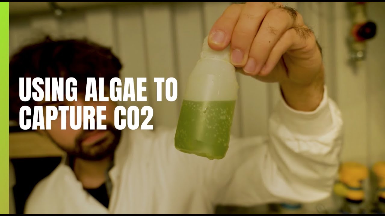Using Algae to Convert CO2 - YouTube