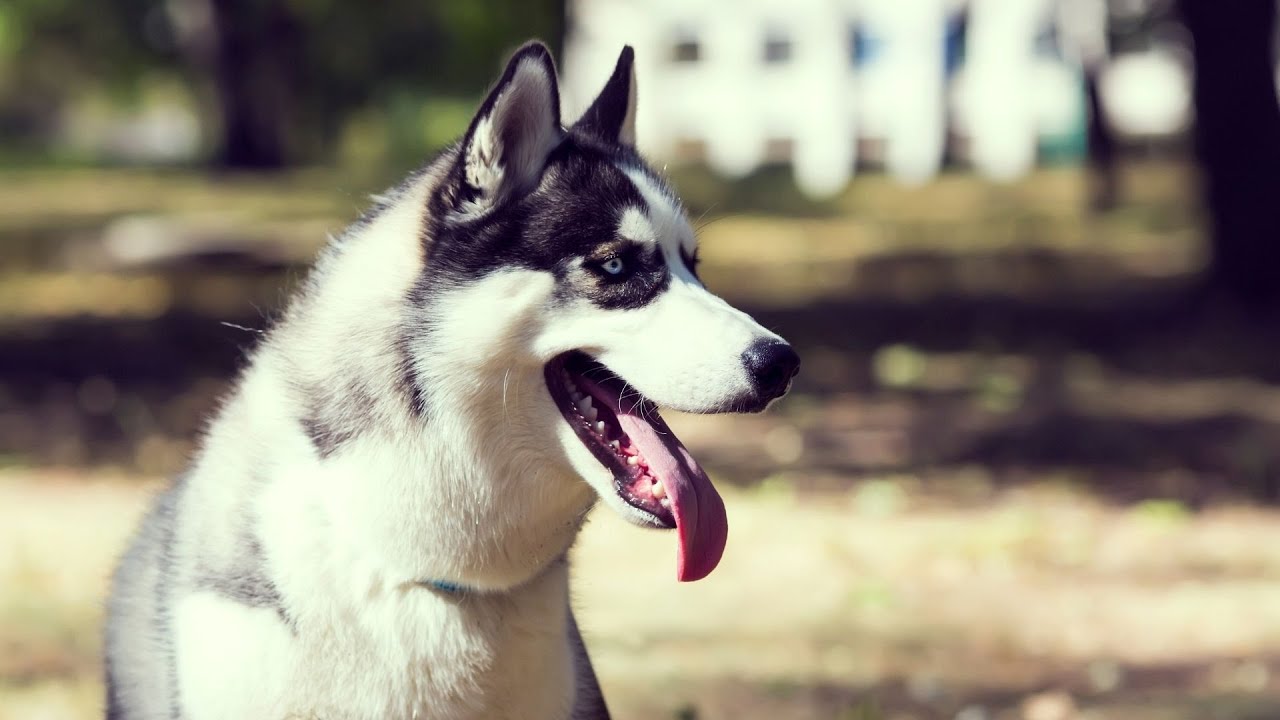10 Essential Husky Halloween Safety Tips - YouTube