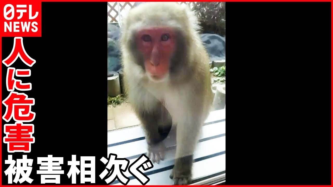【被害約20件】人を襲う凶暴なサル恐怖広がる集落 山口・岩国市 Youtube