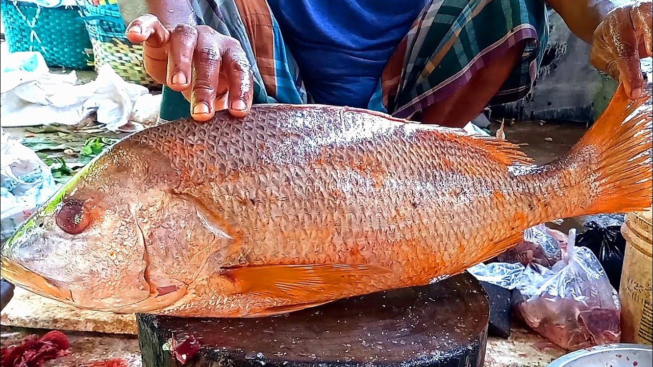 Popular Big Golden Snapper Fish Cutting Skills | Golden Snapper Fish ...