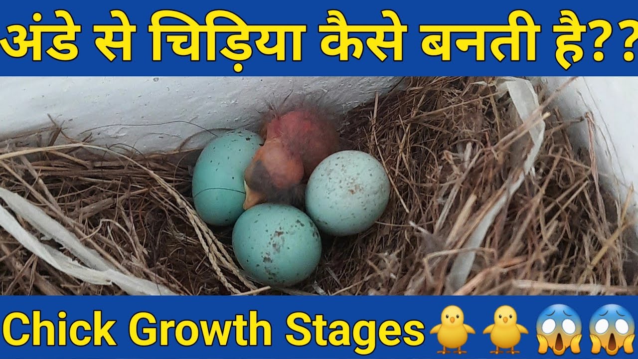 Chick Growth Stages | ande se chidiya kaise banti hai?? - YouTube