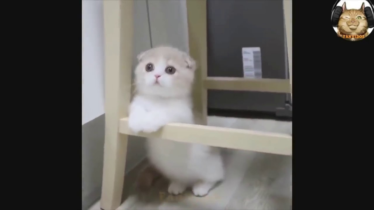 gatitos y bebes graciosos lo mejor que vas a ver hoy - YouTube