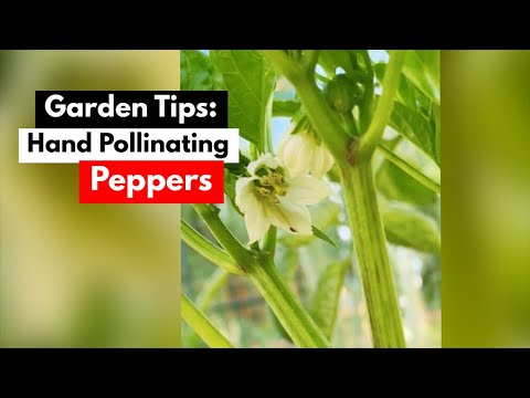 Hand Pollinating Peppers || Garden Vlog - YouTube