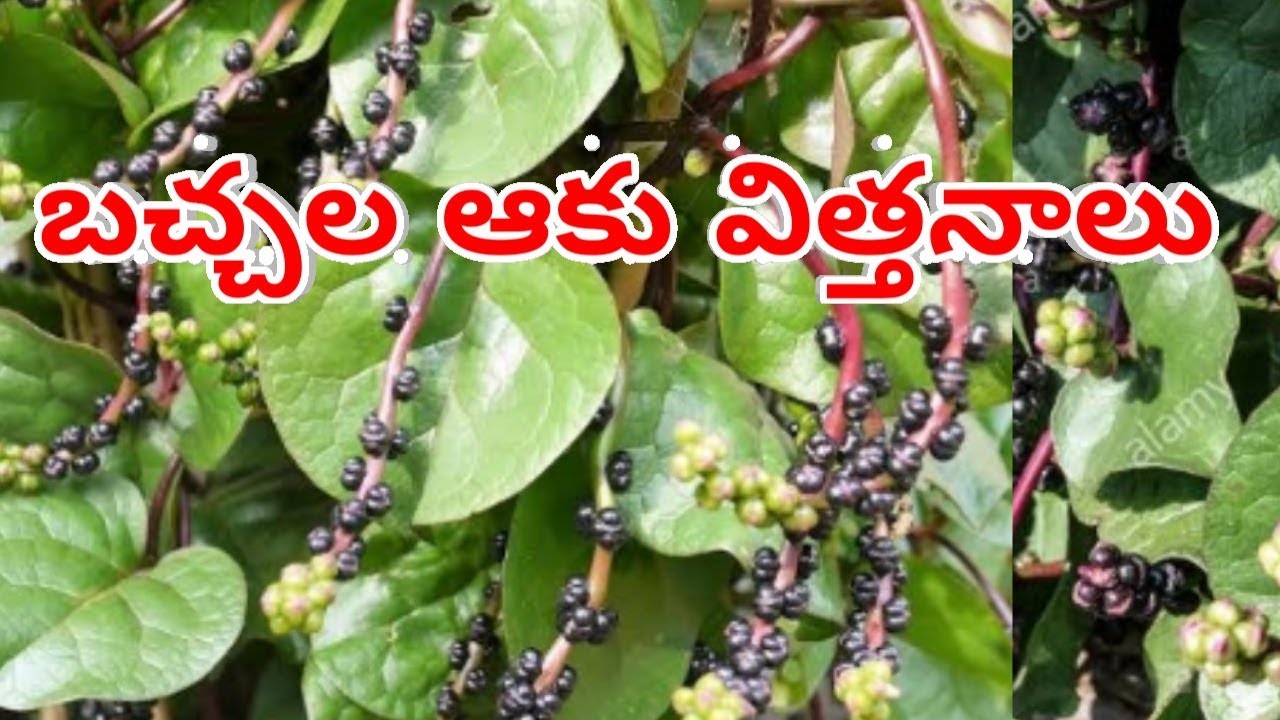 ORGANIC POULTRY FEED BACHALA AAKU SEEDS - YouTube