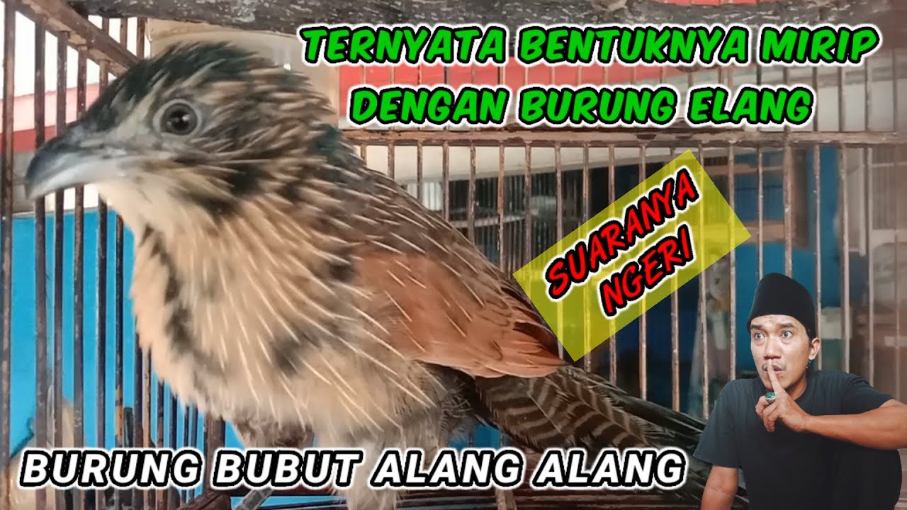 BURUNG BUBUT ALANG ALANG - Suaranya aneh - YouTube