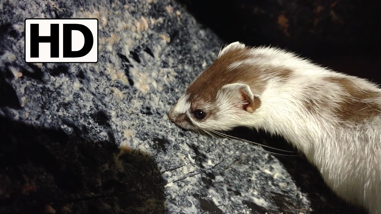 Playing With Our Resident Weasel aka Ermine - YouTube