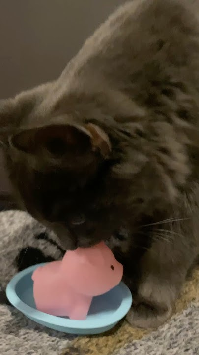 Котик ну как Не невкусная хрюшка😽🫶 Cat Youtube