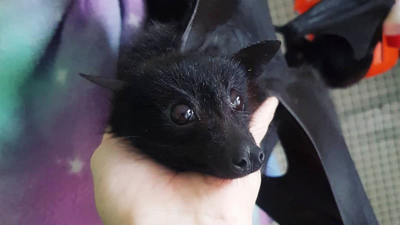 El murciélago se comporta como un perro y le encanta que le froten la ...