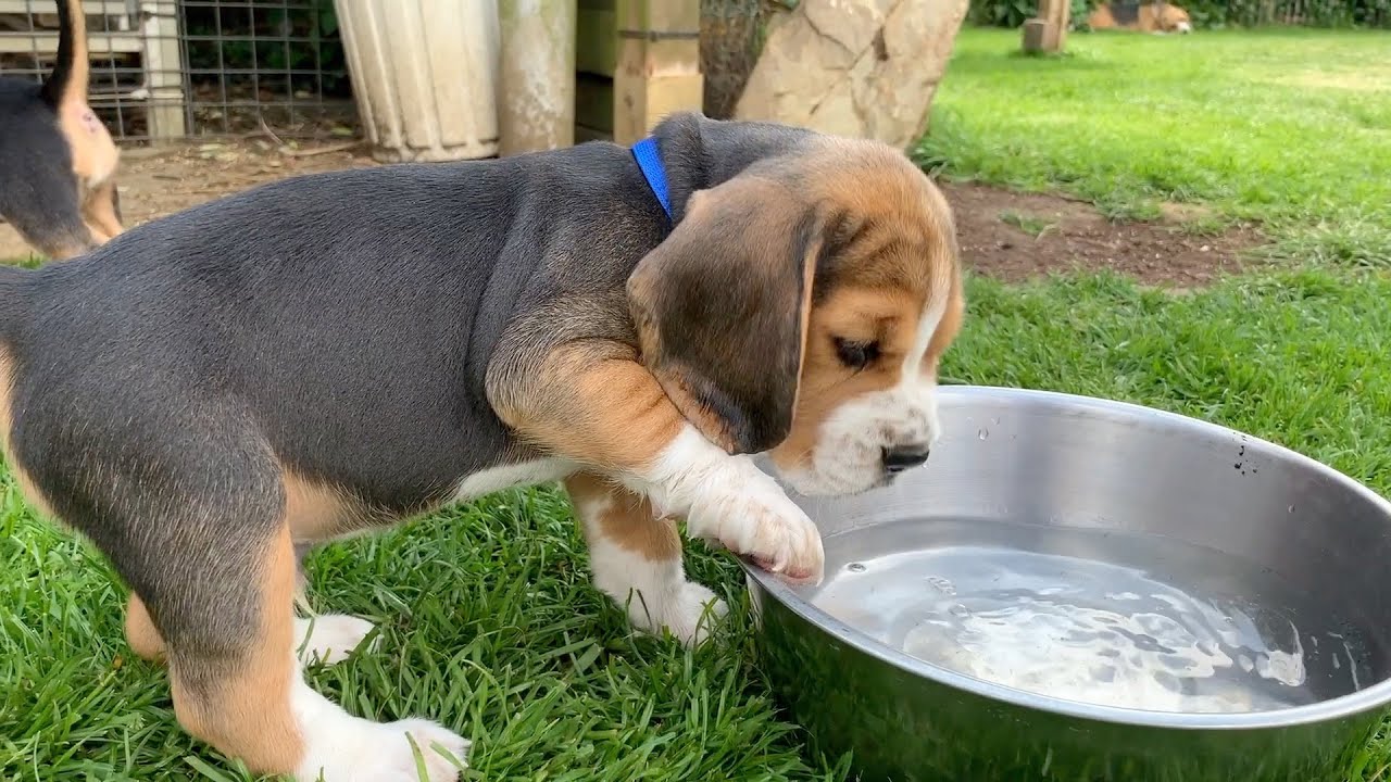 Beagle Puppies Howl and Barks : Cute Compilation! - YouTube
