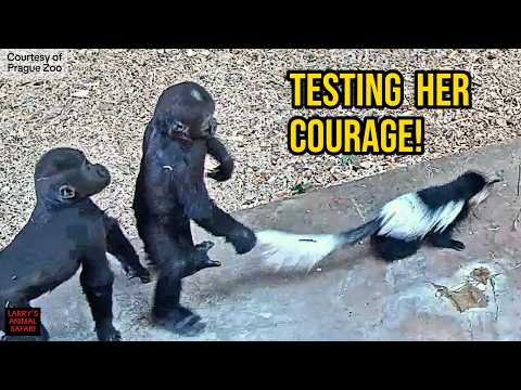 Young Gorilla Takes On the Colobus Monkeys!
