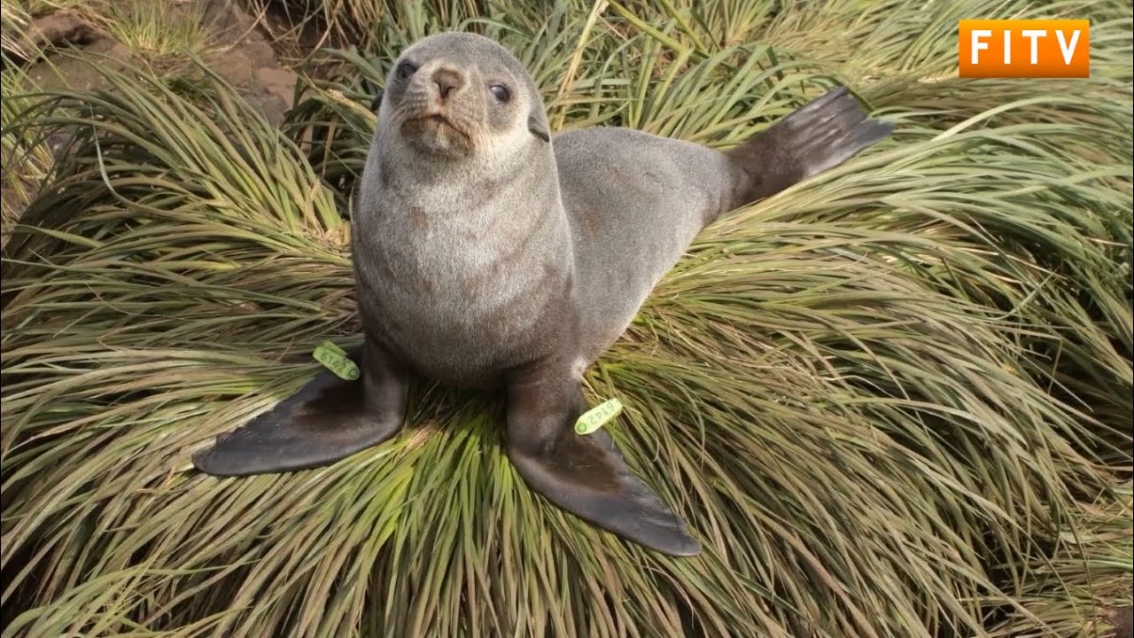 Falklands South American Fur Seal Research Project - YouTube