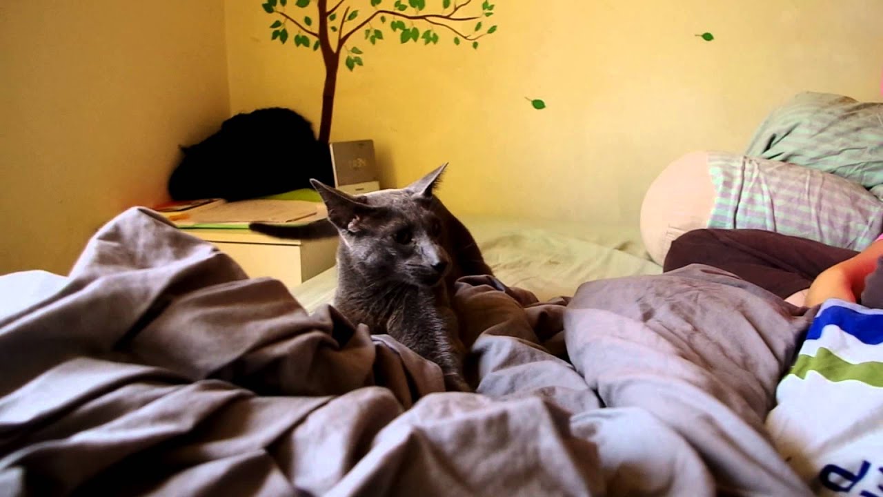 Blue oriental cat playing - YouTube