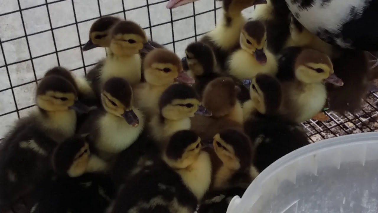 1,2,3,4,5,6,7,8,9,10,11,12,13,14,15,16,17,18,19,20,21, CUTE BABE DUCKS ...