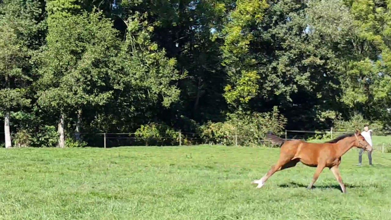 Gaza van Koekenhuyze Z (Grandorado X Cevin Z °180518)_20180927-1 - YouTube