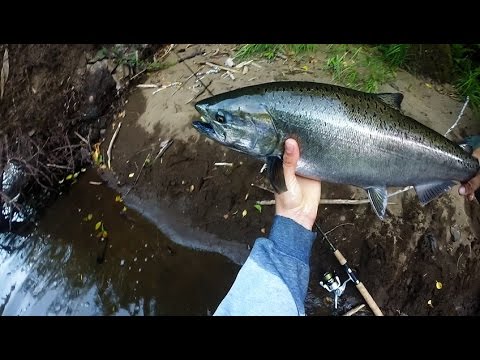 2015 Coastal River Spring Chinook Salmon(HD Available) - YouTube