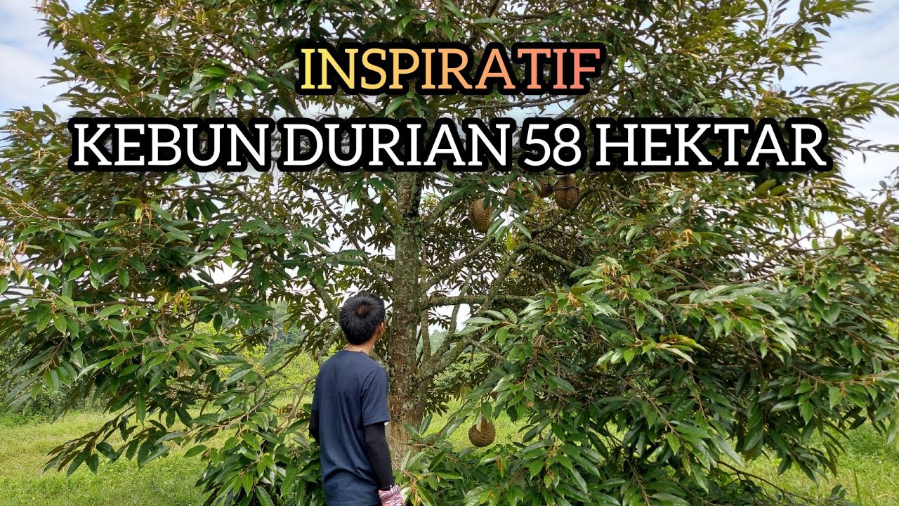 INSPIRATIF..KEBUN DURIAN 58 HEKTAR DI BANDUNG | BOCAH DUREN - YouTube
