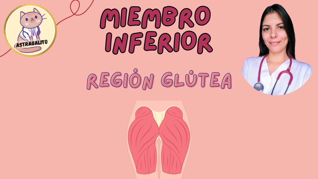 REGIÓN GLÚTEA ┃ ANATOMÍA - UBA - YouTube