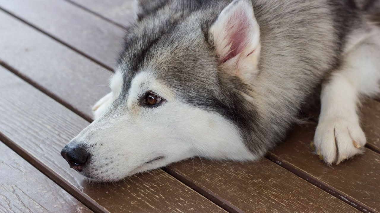 Reading the Moods of Your Siberian Husky 1 - YouTube