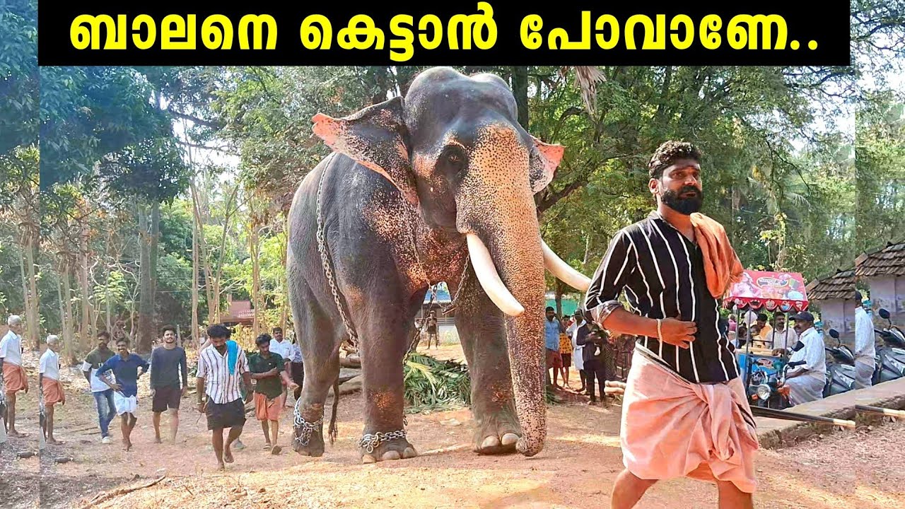 മുറിവ് ഉണങ്ങി!?..ബാലനെ കെട്ടാൻ കൊണ്ട് വന്നതാ.. Ambadi Balanarayanan ...