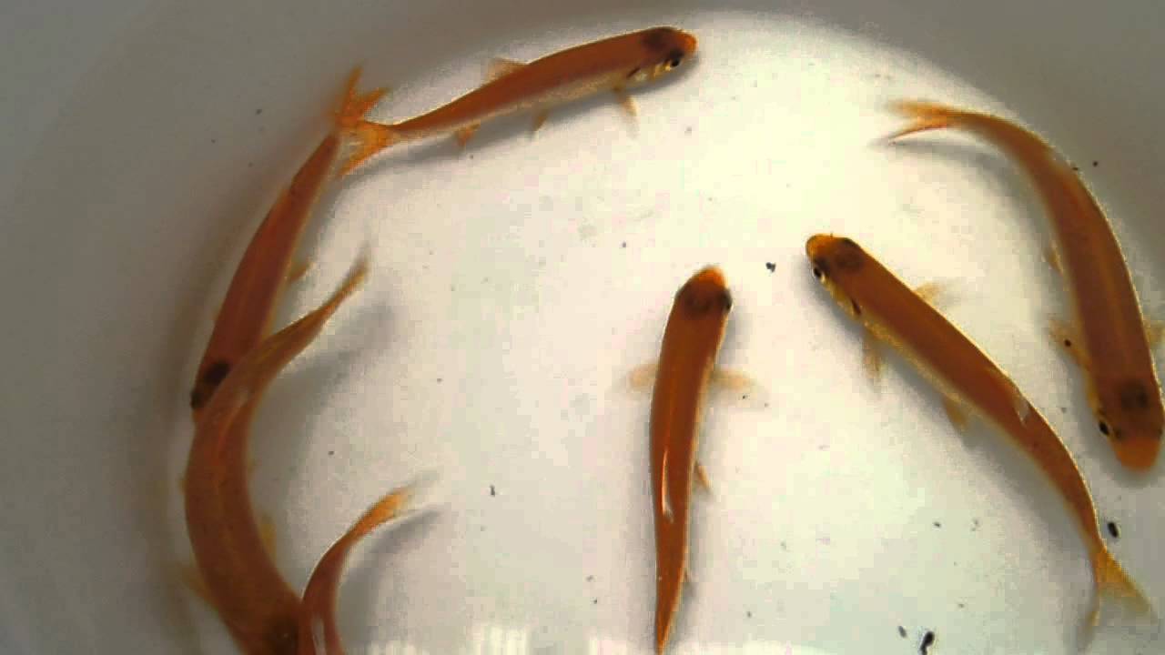 4-5" Golden Orfe - The Carp Co - YouTube