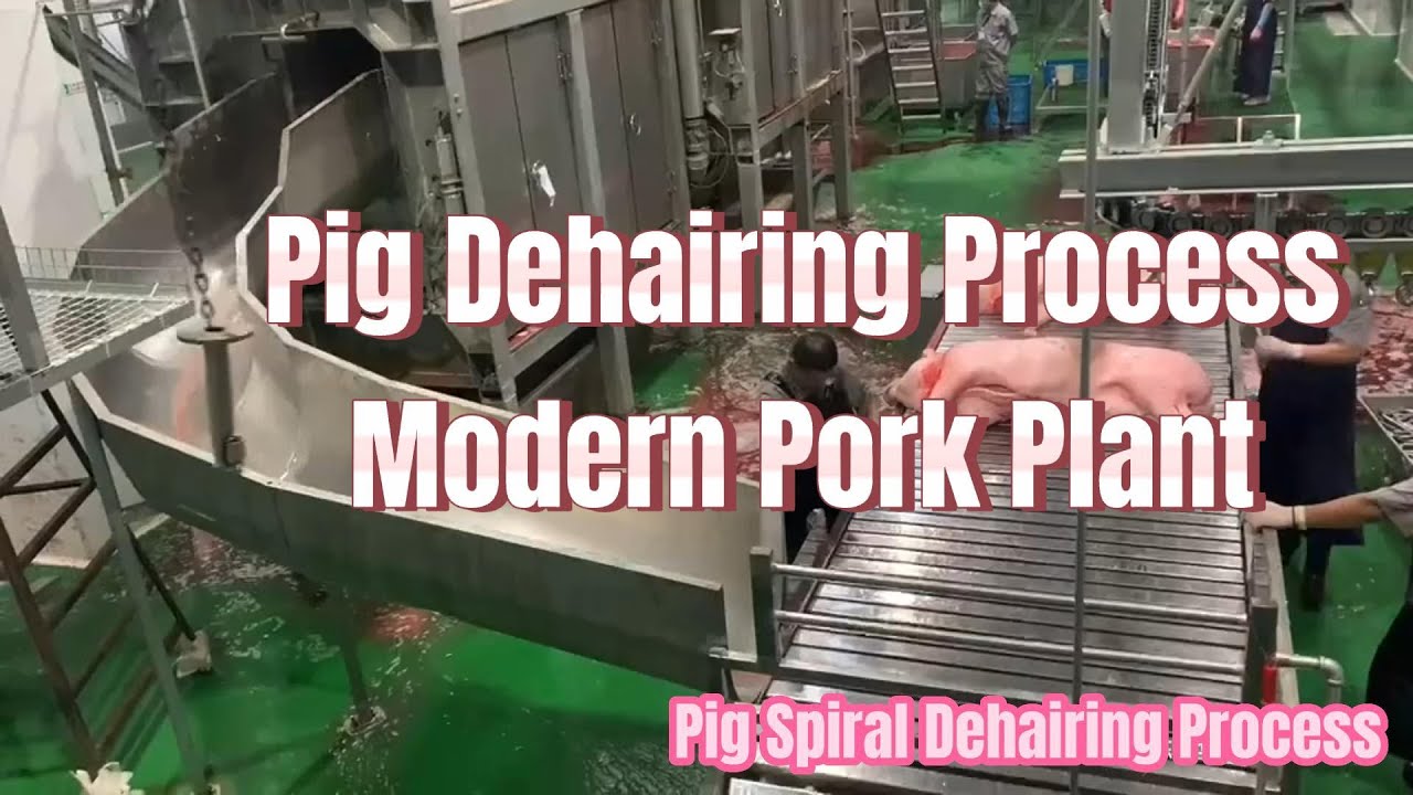 Pig Dehairing Process Middle - Large Scale Modern Pork Plant Hog ...
