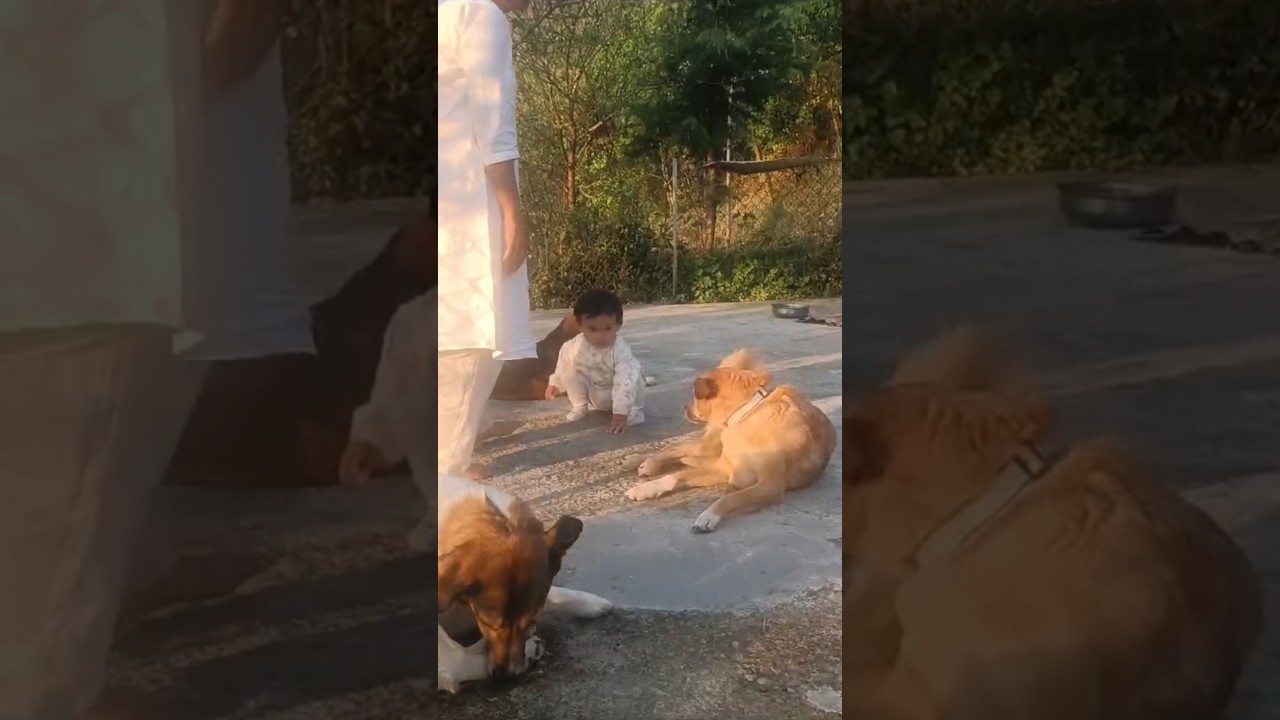 Dog Sneeze Surprise! #startled #baby #dog - YouTube