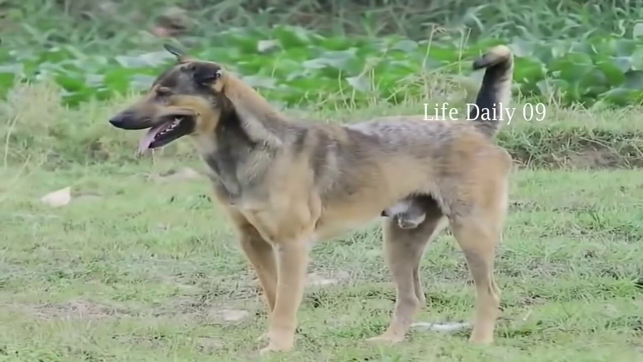 Sy Sa Amazing Rural Dogs !! Dog Meeting for the Summer Season in ...