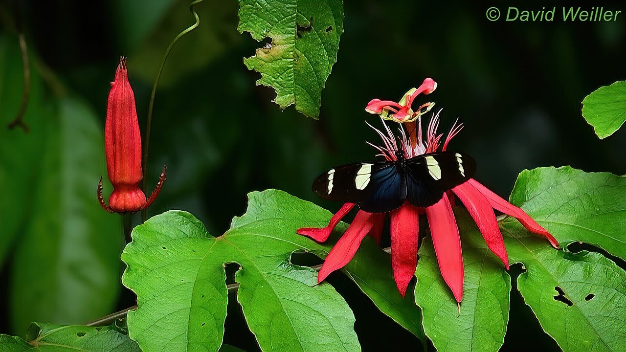 The Love-Hate Relationship of The Heliconia Butterfly VS Passion Flower ...