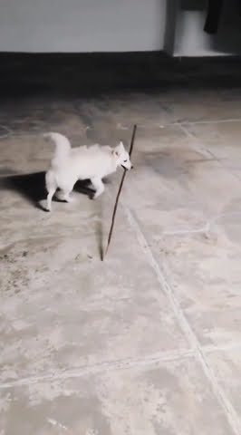 simba stick fight 😄 - YouTube