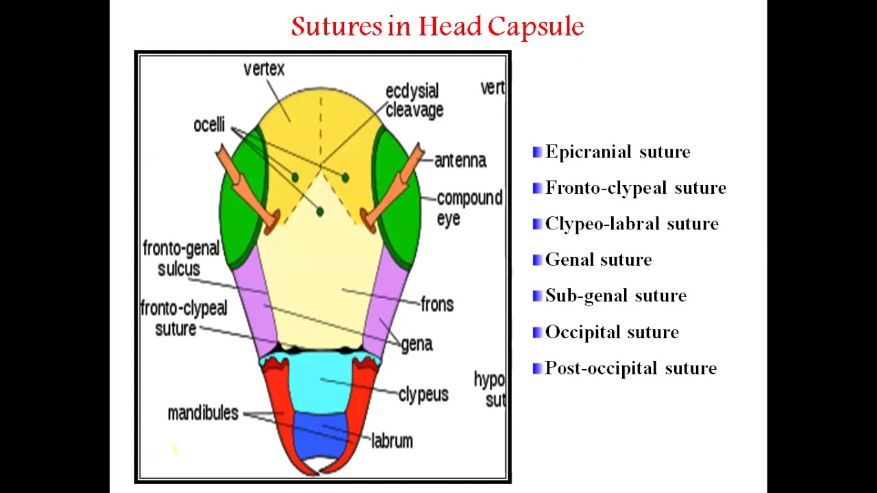 Insect Head Diagram