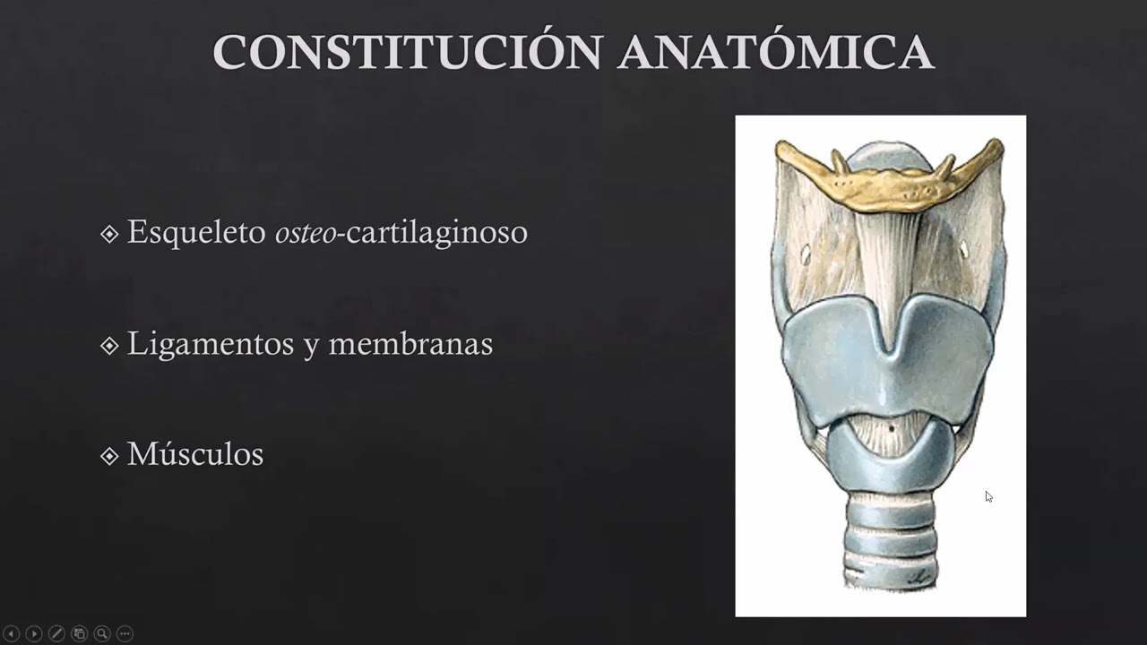 Faringe y sus relaciones - Laringe - YouTube