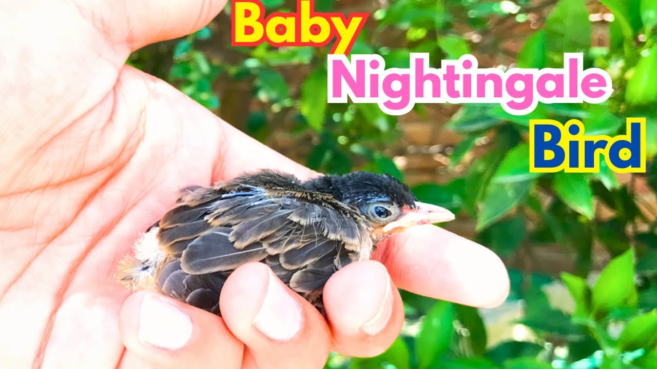I Found A Baby Bird | Baby Bird Rescue | Rescue Vlog - YouTube