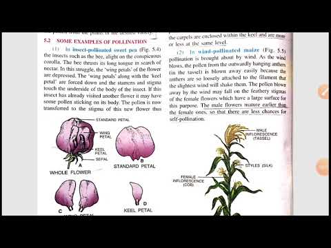 Chapter :- 5th ( Topic :- Examples Of Pollination) - YouTube
