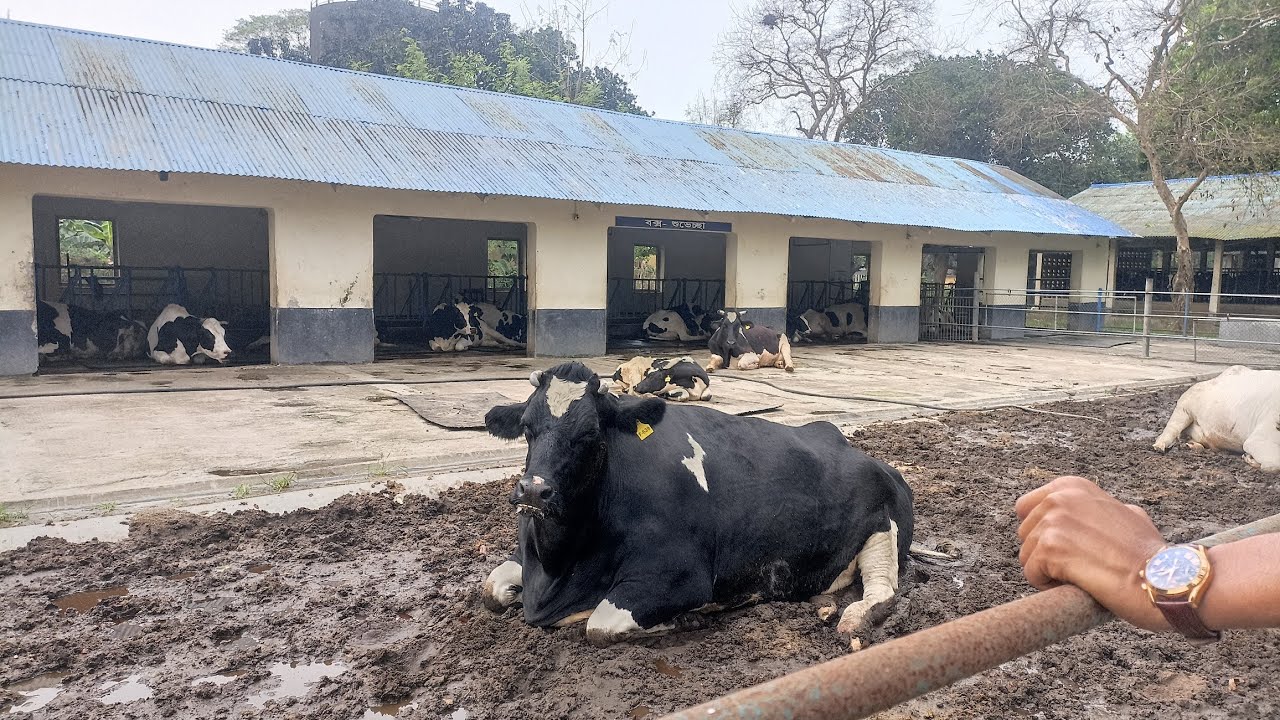 Savar Dairy Farm Bangladesh - YouTube