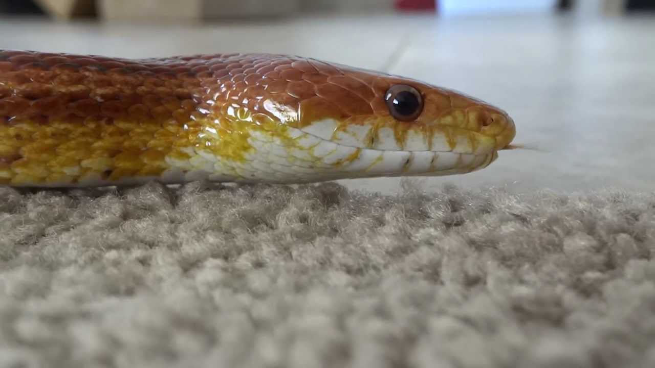 Two Corn Snakes Slithering On Carpet - YouTube