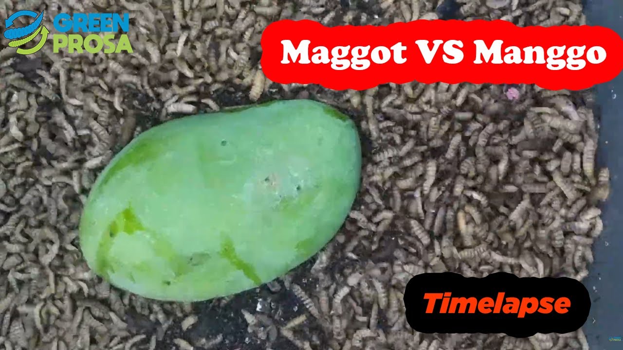 Timelapse Maggot VS Mango (Mangga) - YouTube
