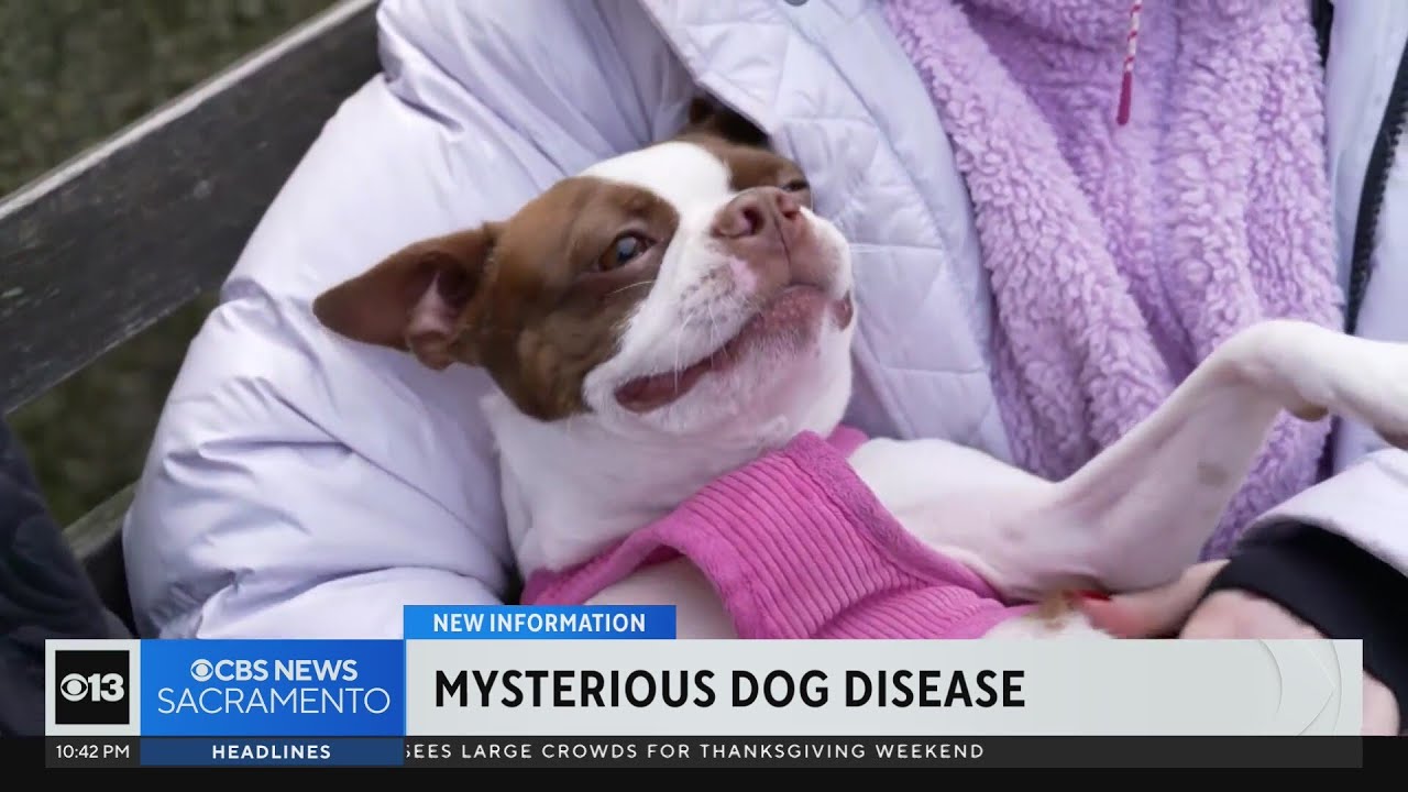 UC Davis School of Veterinary Medicine weighs in on mystery dog disease ...