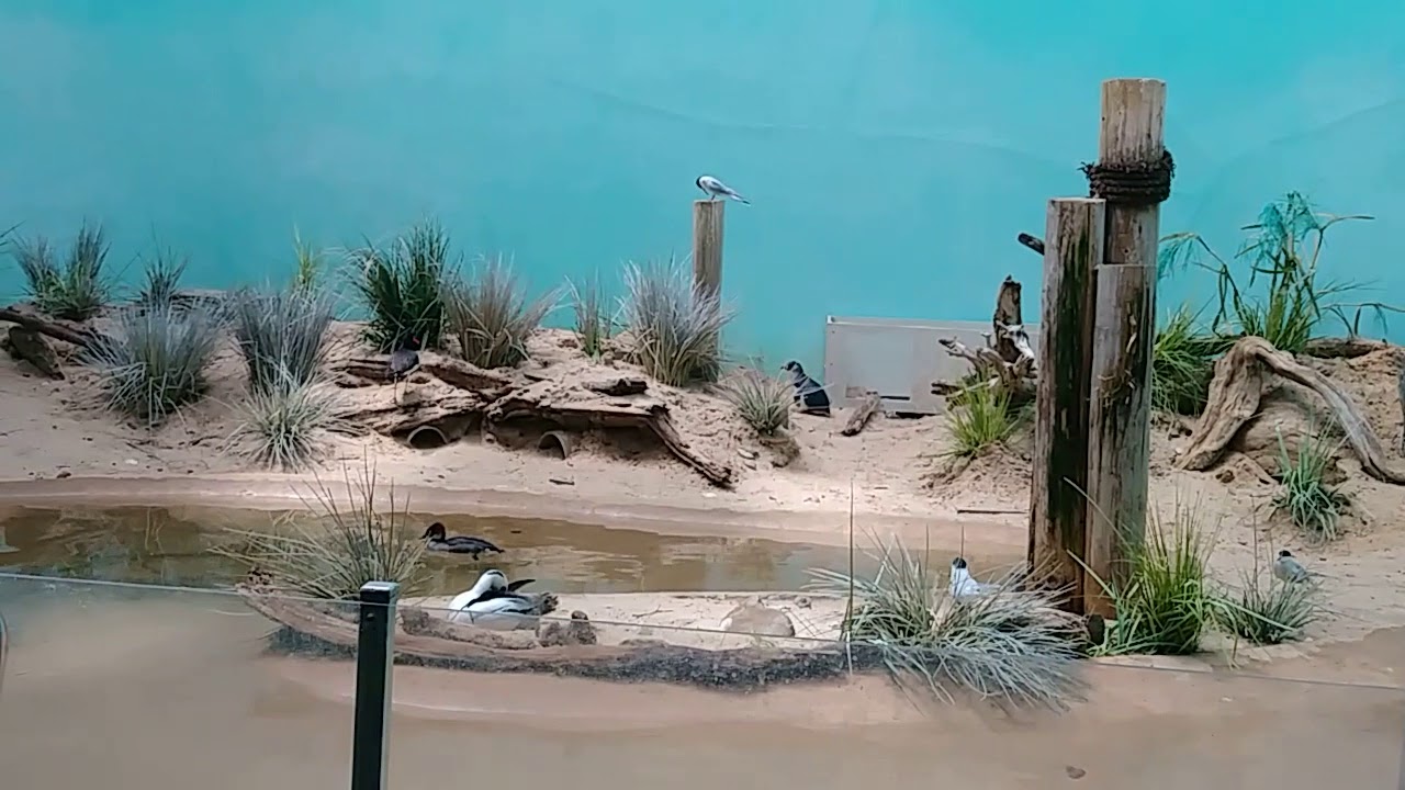 Aquatic Birds! (The Bronx Zoo - Part 7) - YouTube